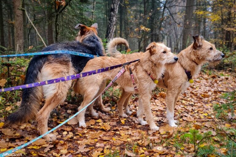 Porytowe Wzgórze – Lasy Janowskie | Zamerdani